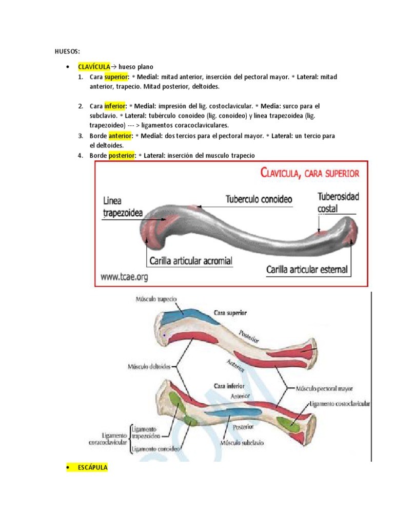 Anatomía de La Cintura Escapular | PDF | Extremidades (anatomía ...