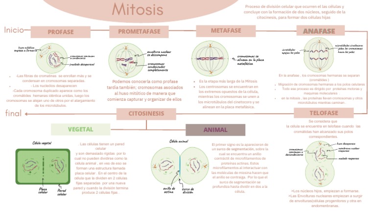 La Mitosis (.) | PDF | Mitosis | Procesos biologicos