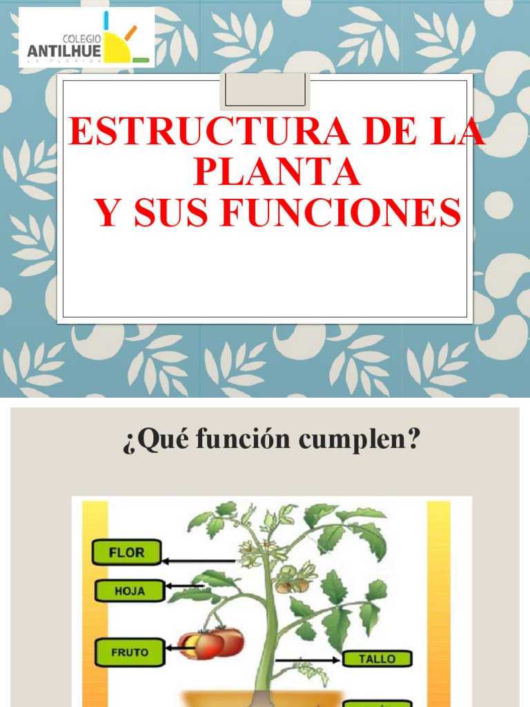 Estructura de La Planta | PDF