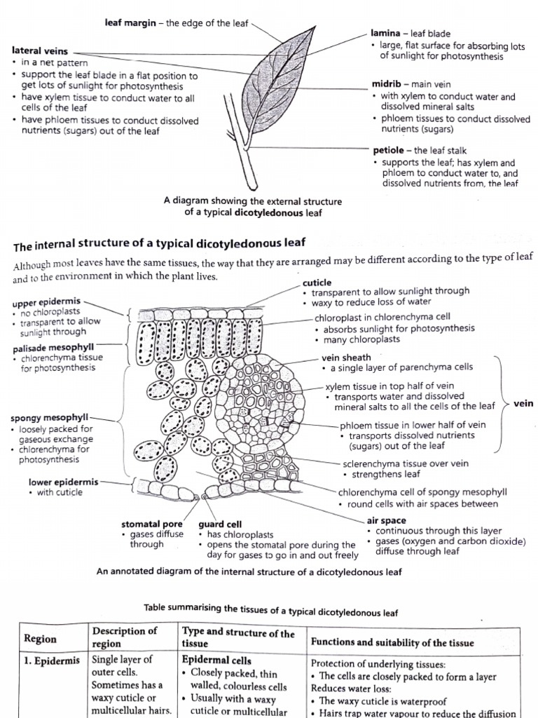 Biology The Leaf | PDF | Leaf | Tissue (Biology)