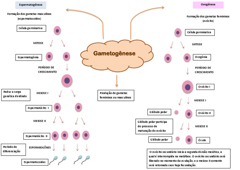 Processos de formação dos gametas masculinos e femininos durante a ...