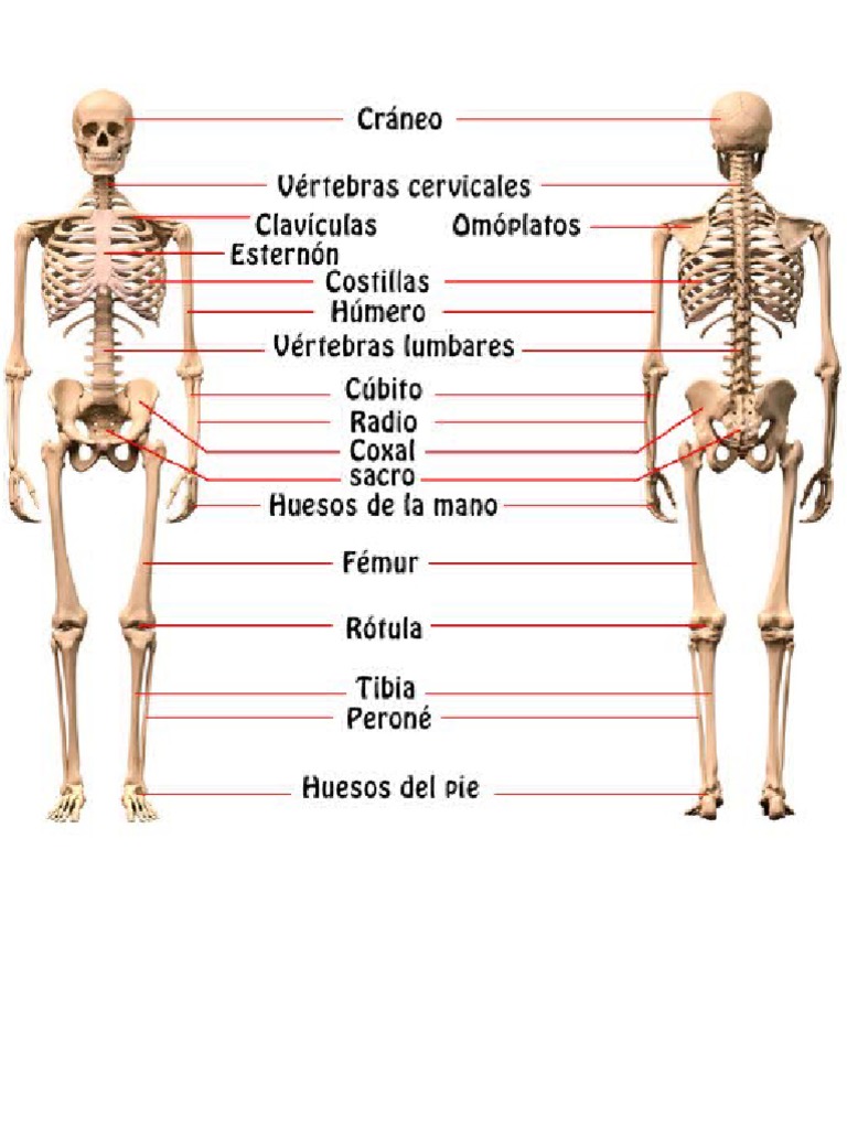 sistema osio.pptx | PDF
