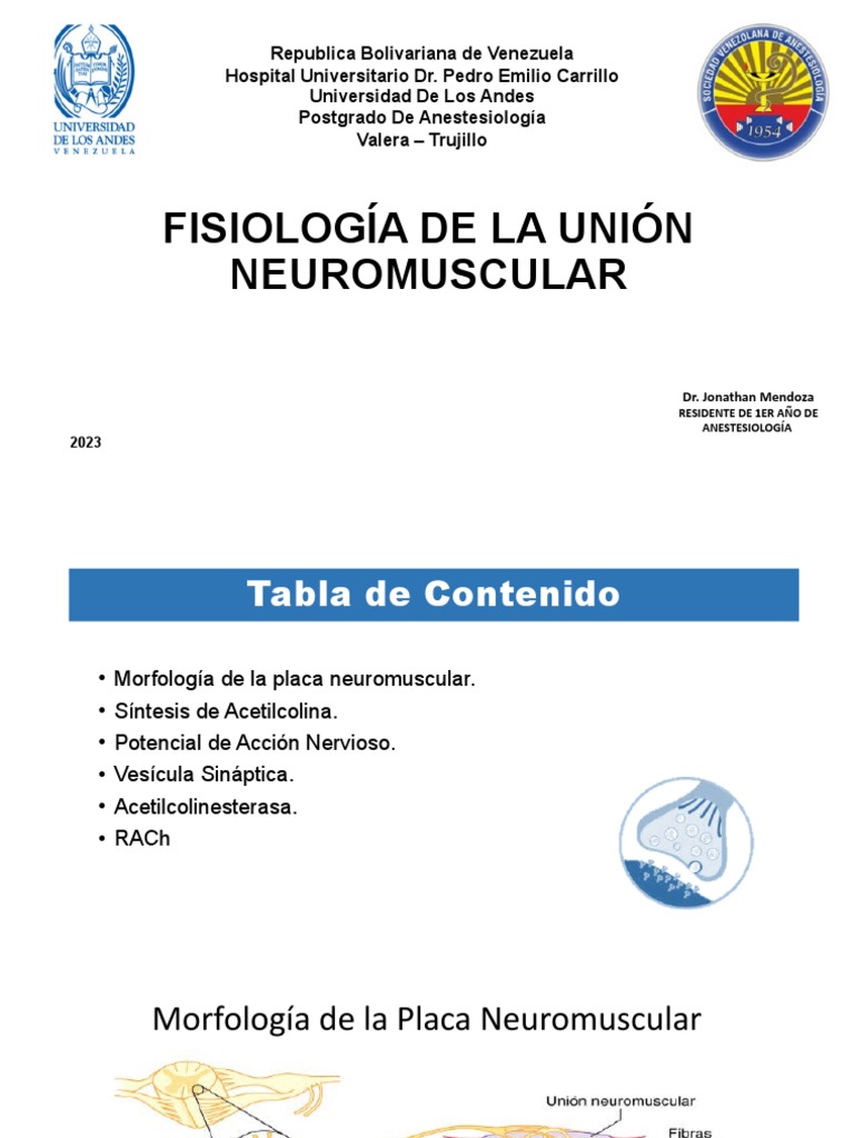 Fisiología de la Unión Neuromuscular | PDF | Unión neuromuscular | Sinapsis