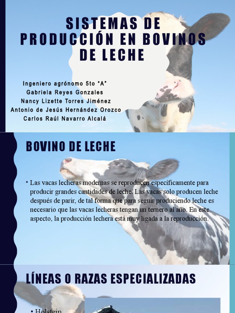 Sistemas de Producción en Bovinos de Leche | PDF | Vacas | Animales domesticados