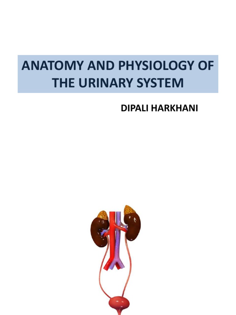 Anatomy and Physiology of The Urinary System: Dipali Harkhani | PDF ...