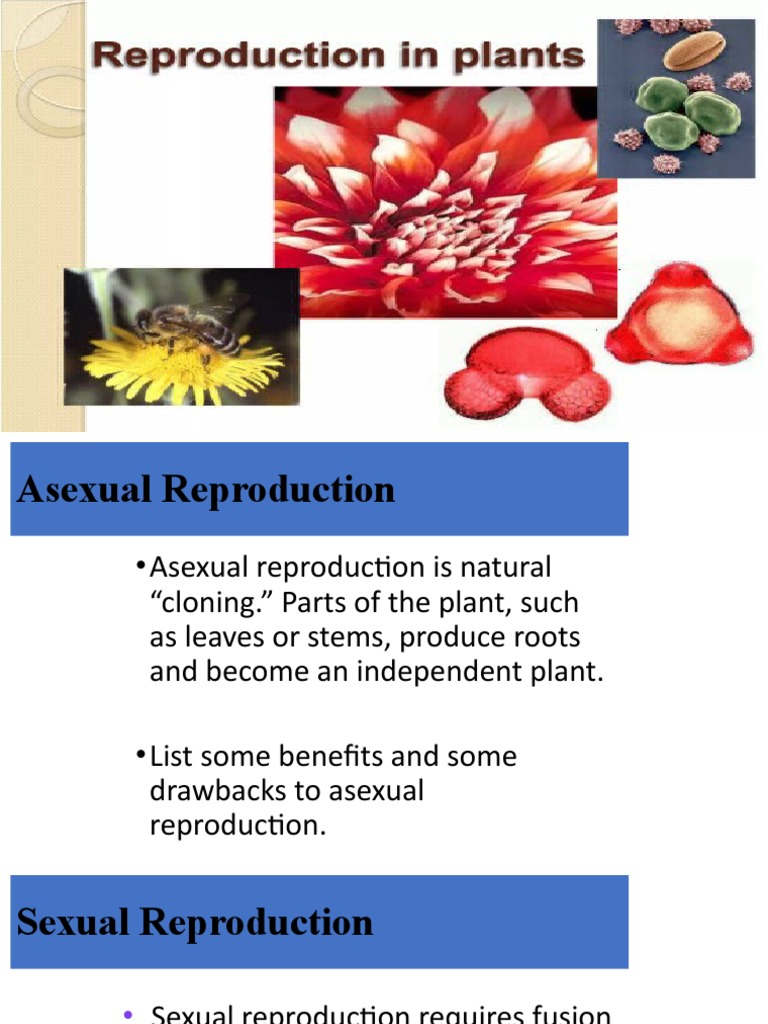 Plant Reproduction | PDF