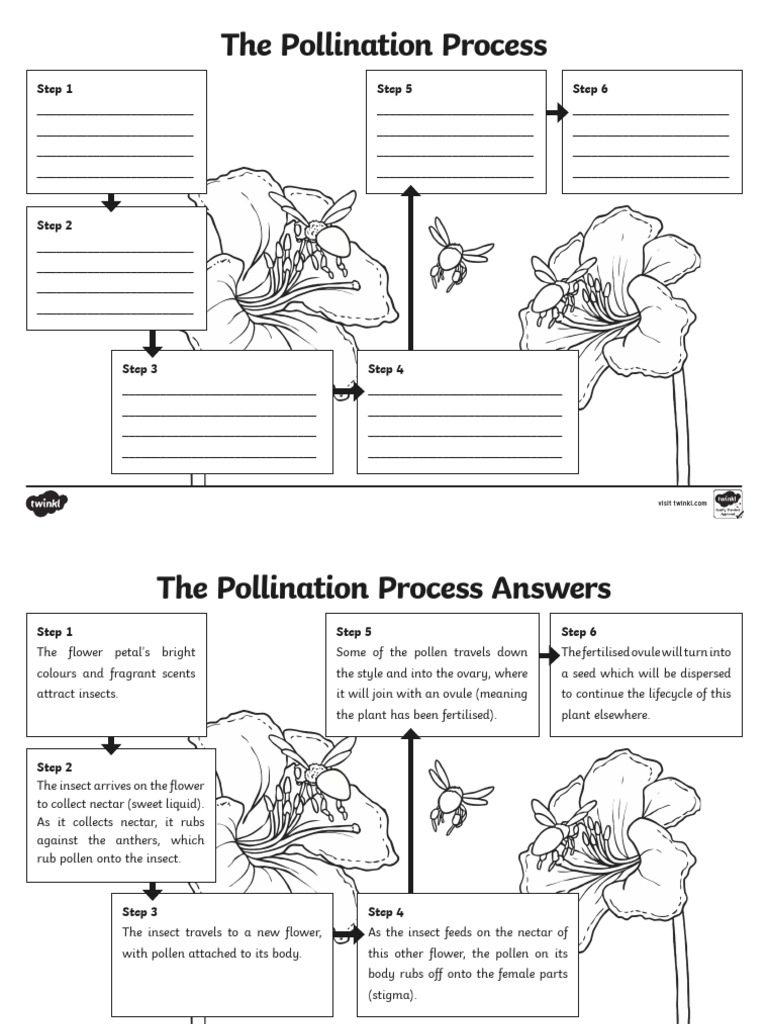 The Pollination Process Activity Sheet PDF | PDF | Flowers | Pollination