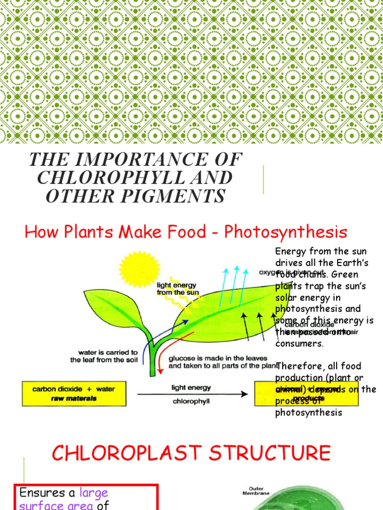 Chlorophyll Other Pigments | PDF | Chlorophyll | Photosynthesis