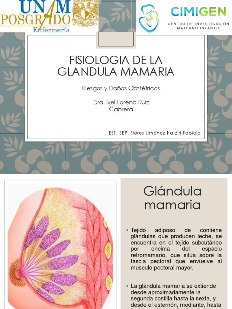 Fisiologia de La Glandula Mamaria | PDF | Pecho | Sistema endocrino