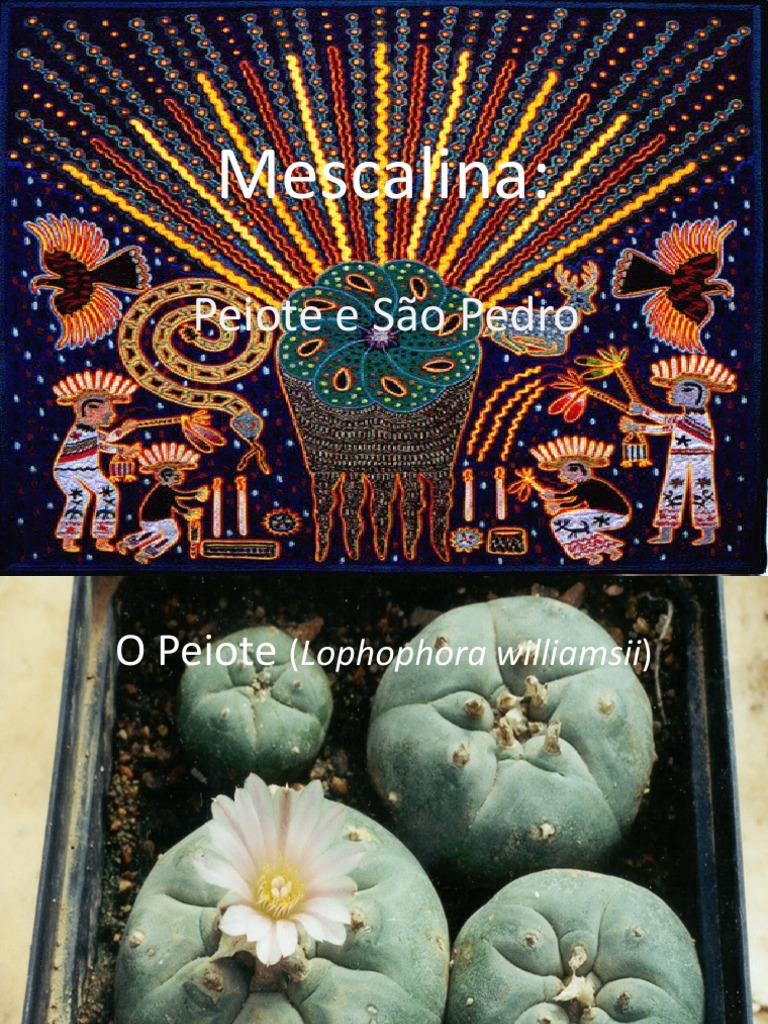 Mescalina: Efeitos e Usos Tradicionais | PDF