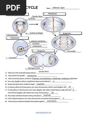 Cell Cycle Labeling