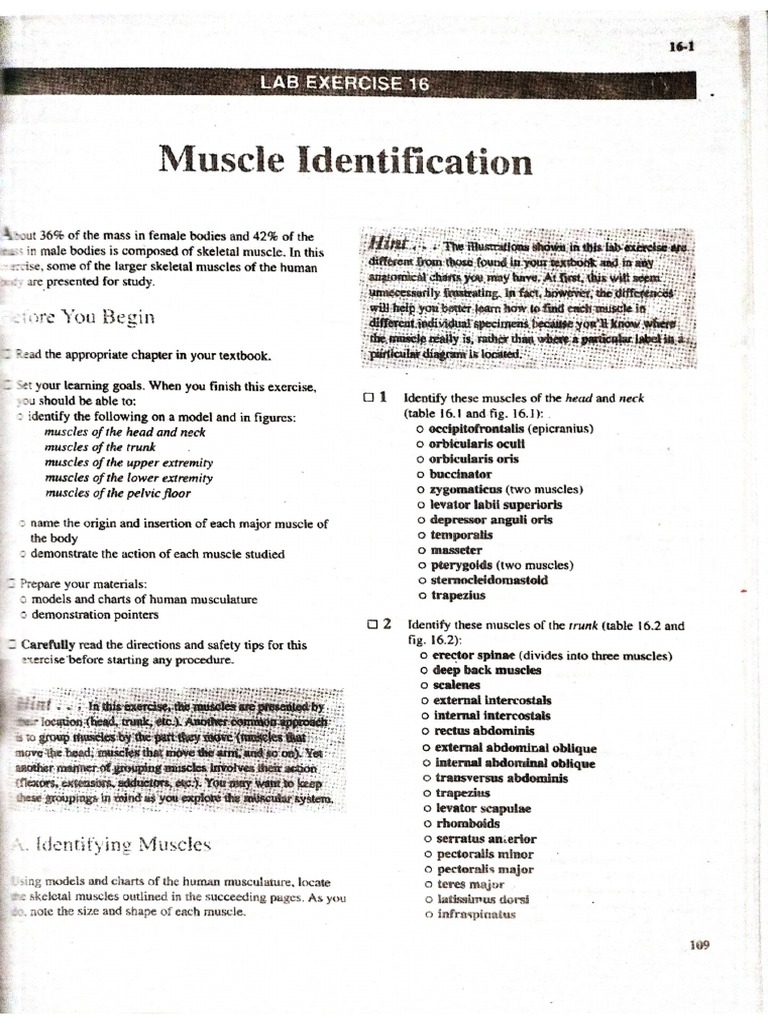 Muscles Lab 1 1 Pdf 