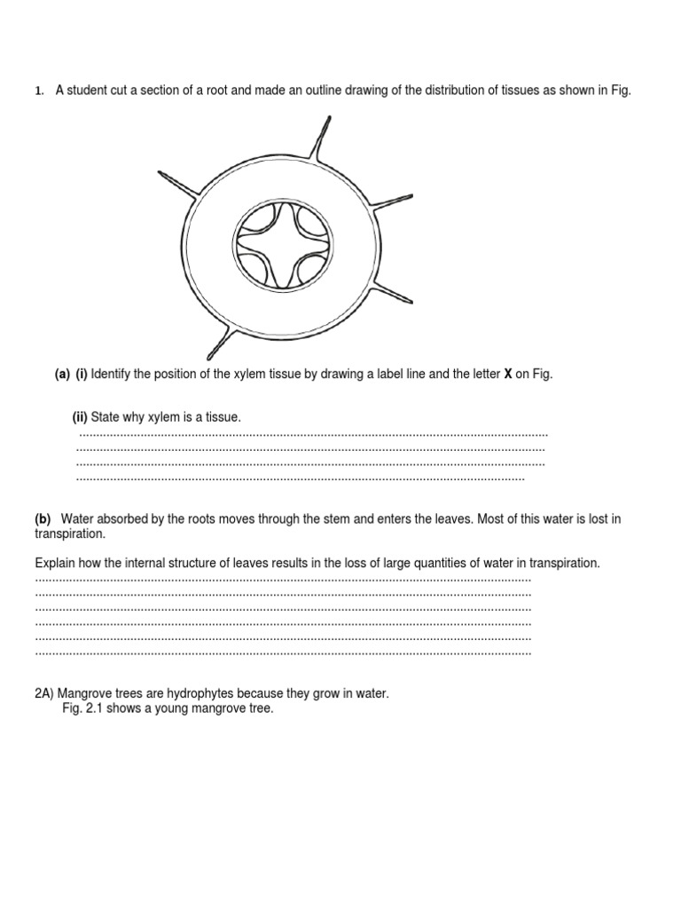 Plant Transport QP PDF | PDF | Plant Stem | Root
