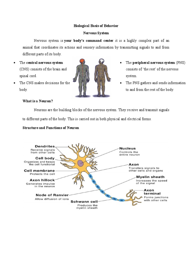 Biological Basis of Behavior | PDF | Neuron | Nervous System