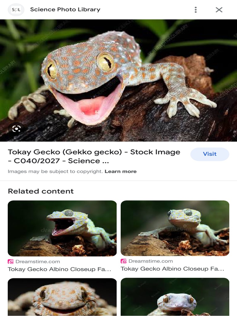 Lizard Looking at The Camera - Google Search PDF | PDF