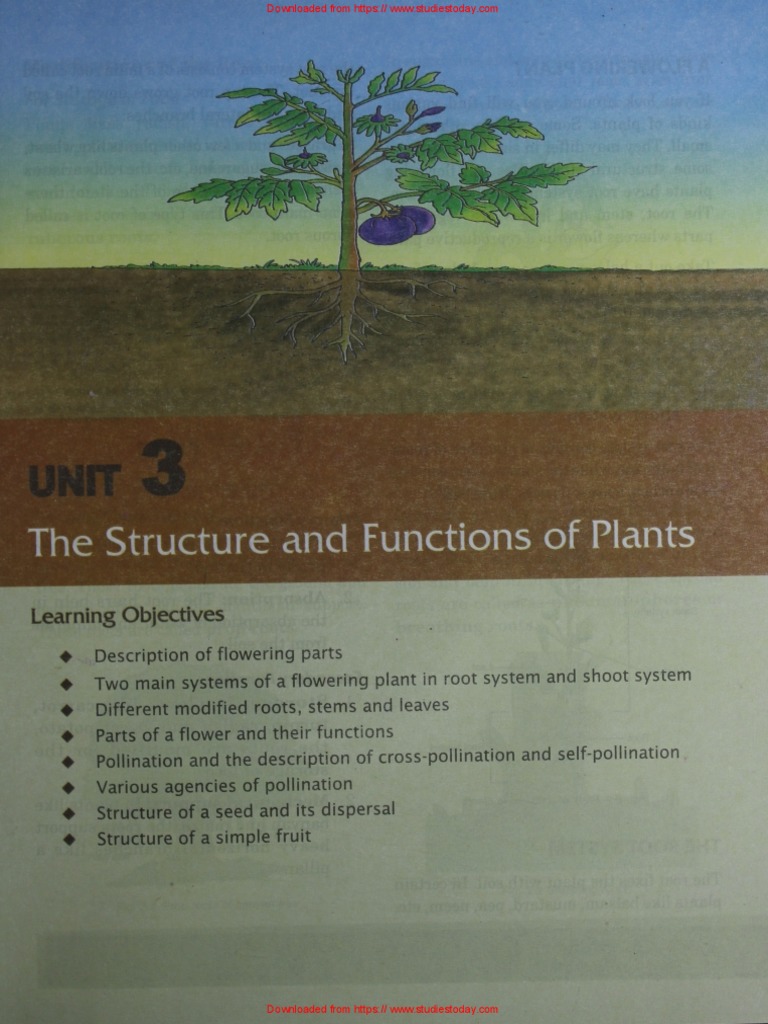ICSE Class 6 Biology Chapter 3 The Structure and Functions of Plants | PDF