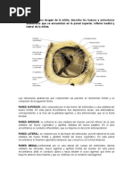 Glúteo Mayor - Origen, Inserción, Inervación, Función - Kenhub | PDF ...