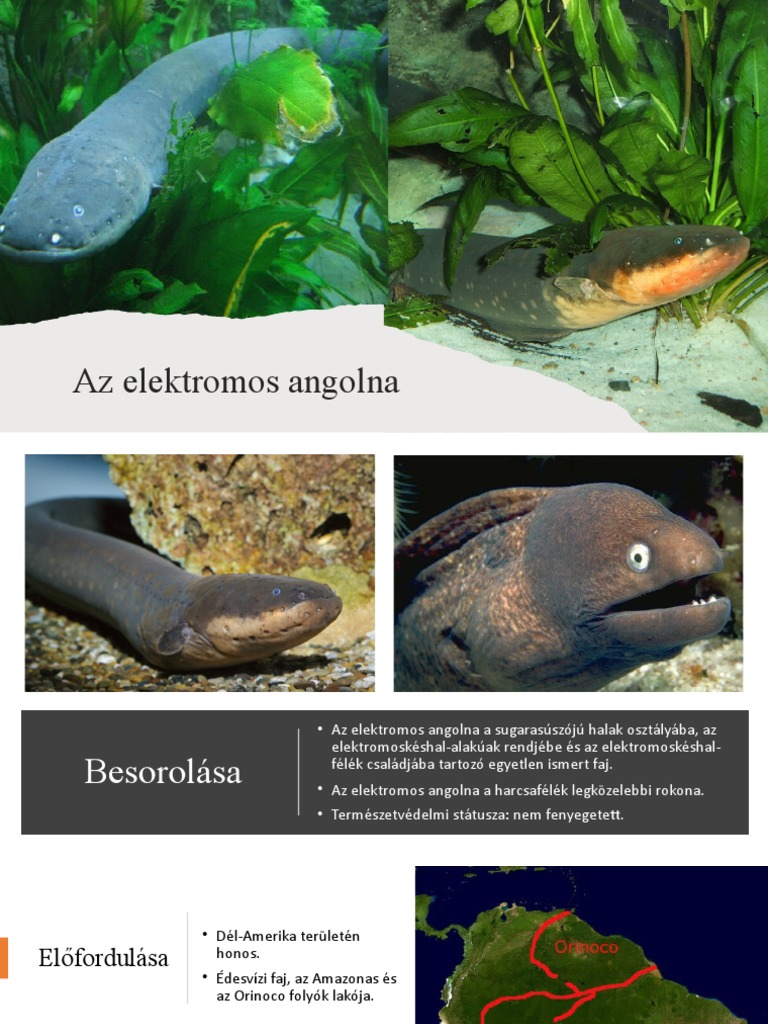 Az Elektromos Angolna | PDF