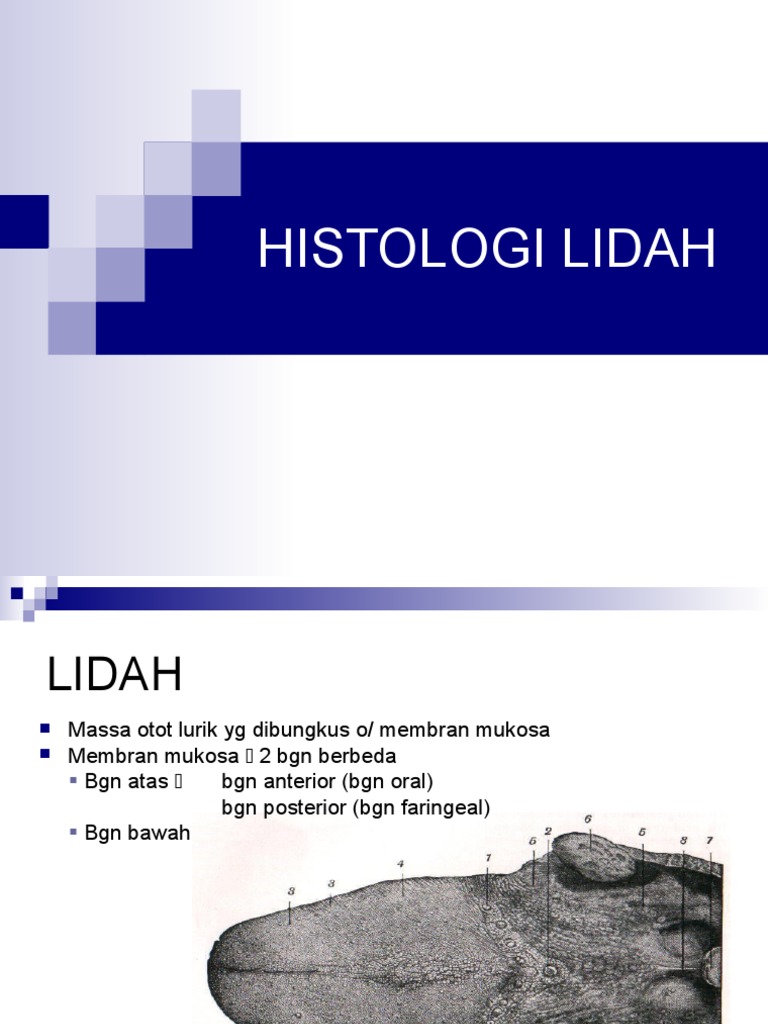 Histologi dan Struktur Lidah | PDF