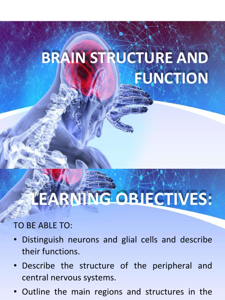 Brain Structure and Function Overview | PDF | Nervous System | Cerebral ...