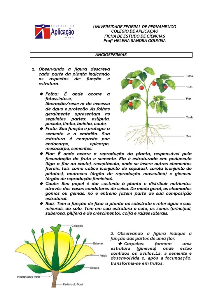 Angiospermas | PDF | Flores | Fruta