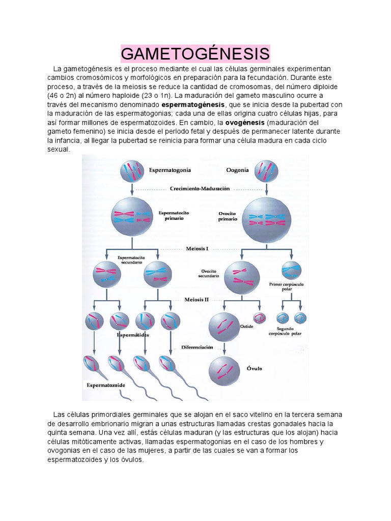 GAMETOGÉNESIS | PDF | Mitosis | Sexo