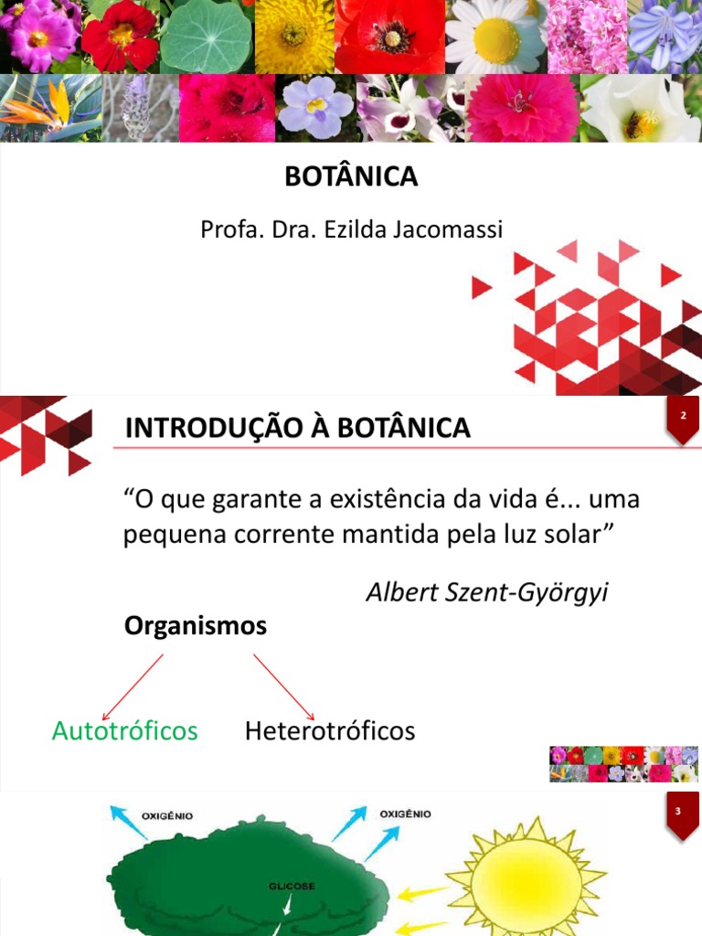 Aula 1 Introdução À Botânica | PDF | Plantas | Botânica