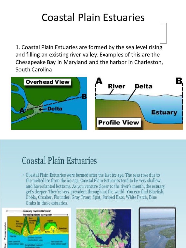 Estuaries | PDF