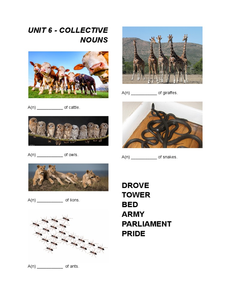 Collective Nouns for Animals Quiz | PDF
