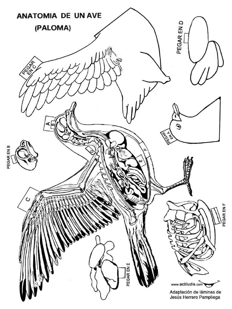 Recortables Aves BN | PDF