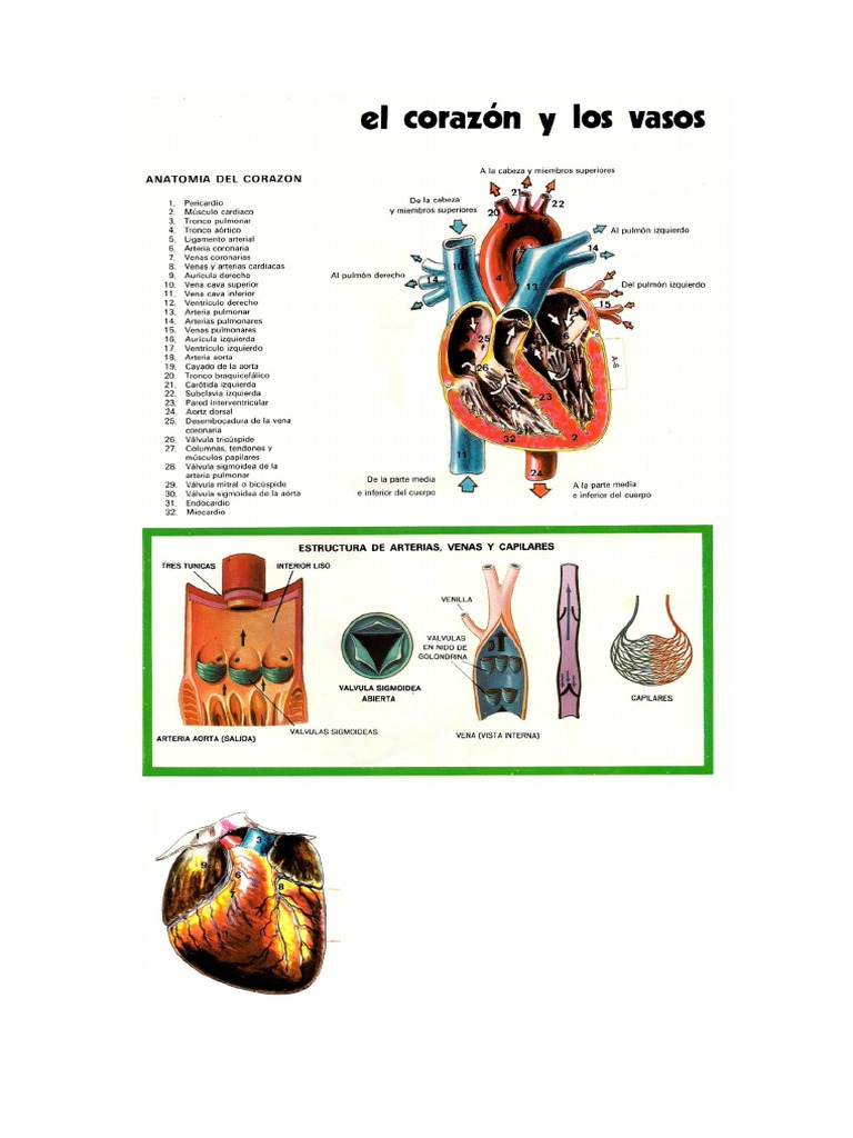 Recortable Del Corazón | PDF
