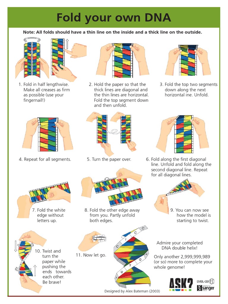 Fold Your Own DNA | PDF | Dna | Origami