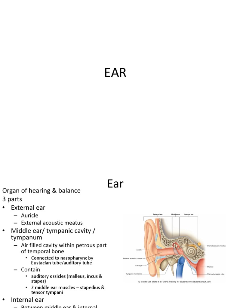 Ear & Pathway of Hearing and Balance | PDF