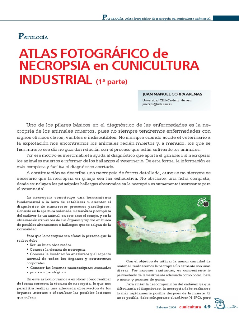 Atlas de Necropsia en Conejos | PDF | Abdomen | Tórax