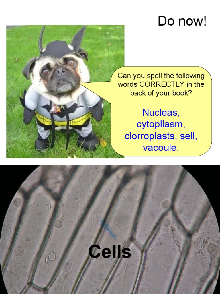 Year 9 Cells Revision Lesson | Download Free PDF | Cell (Biology ...