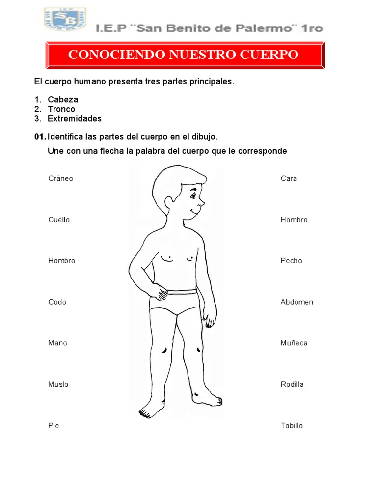 Conociendo-Nuestro-Cuerpo - Ficha | PDF