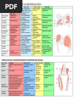 Tablas de Los Músculos Netter 7 | PDF | Articulaciones | Anatomía del ...