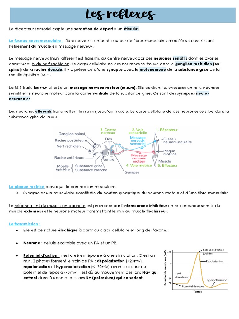 Les Reflexes | PDF | Neurone | Synapse