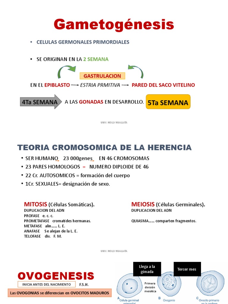 Gametogénesis | PDF | Mitosis | Interacciones biológicas