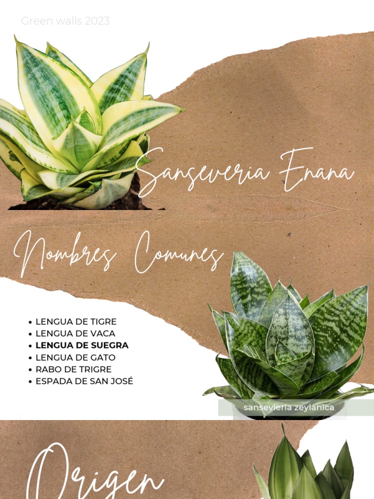 Presentación Sofia Veliz PDF | PDF