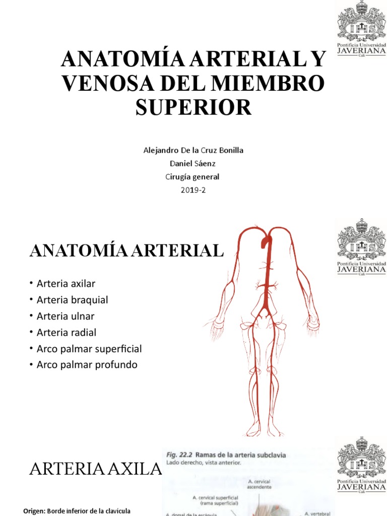 ANATOMÍA ARTERIAL MIEMBRO SUPERIOR | PDF