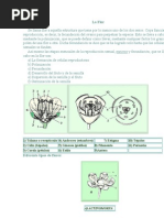 Diagrama y Fórmula Floral | PDF | Flores | Reproducción de plantas