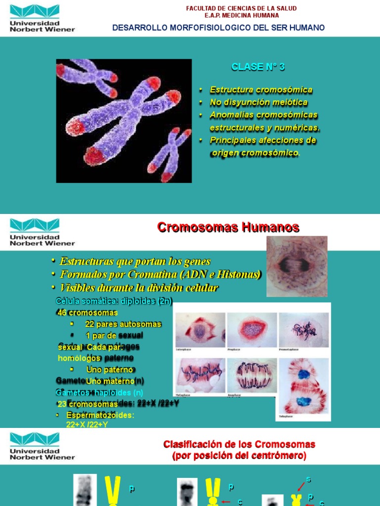 3ra Clase - Estructura Cromosomica | PDF | Mitosis | Cromosoma