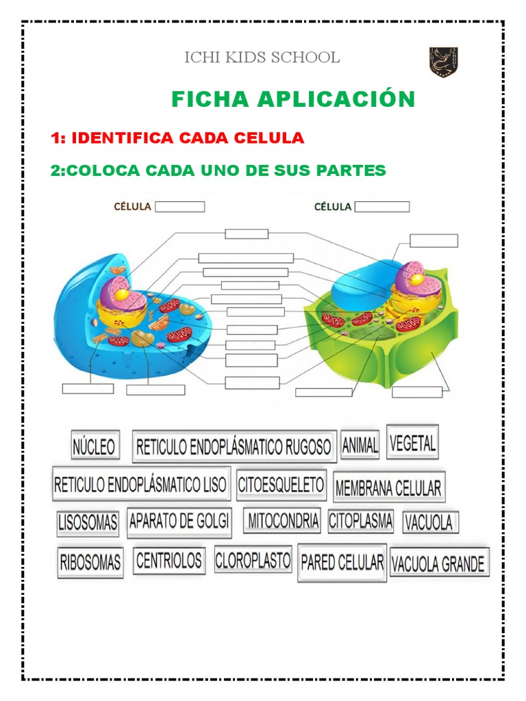 Ficha de Celula Vegetal y Animal | PDF