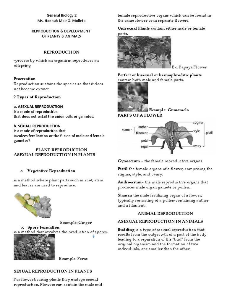 NOTES - General Biology 2 | PDF | Sexual Reproduction | Fertilisation