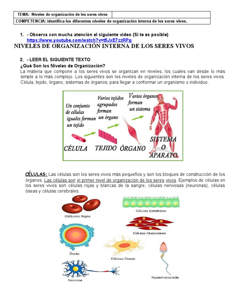 Niveles de Organización de Seres Vivos | PDF | Músculo | Cerebro