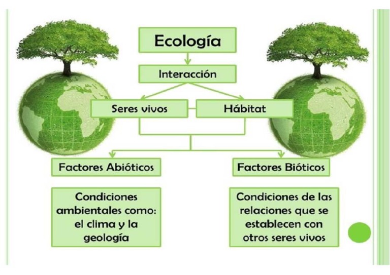 Mapa Conceptual Sobre La Ecologia | PDF