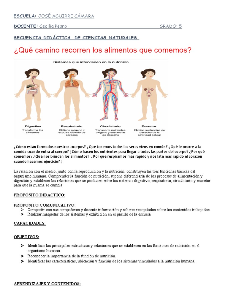 Secuencia de Los Sistemas de Nutricion para 5 Grado | PDF | Sistema digestivo humano | Sistema ...