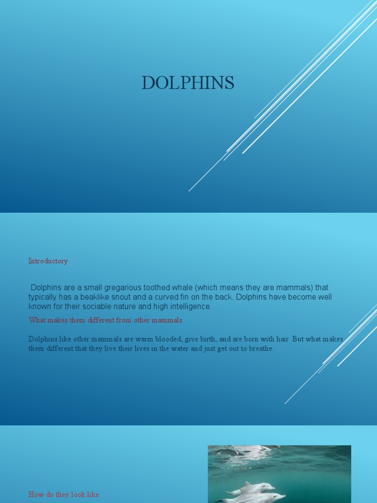 A Simple Presentation About Dolphins | PDF | Dolphin | Whales