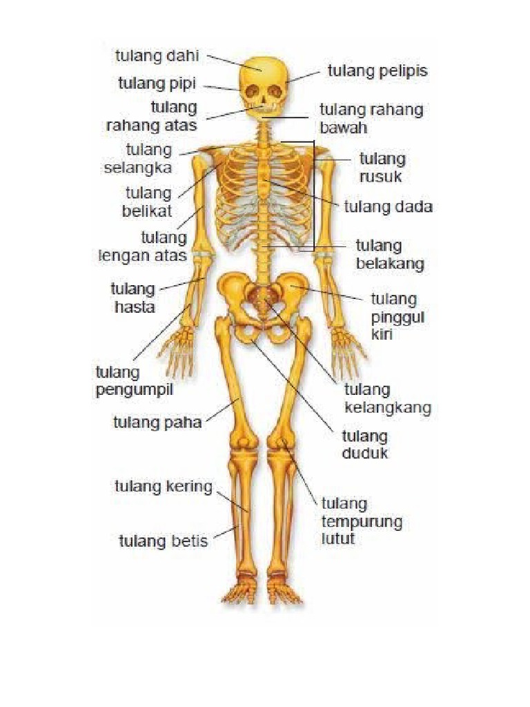 Anatomi Susunan Organ Tubuh Manusia Pdf